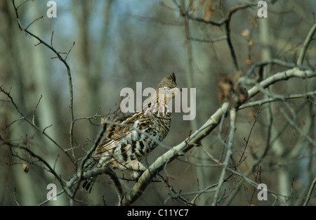 Spruce Grouse, Falcipennis canadensis, wild bird in Yukon, Canada, in ...