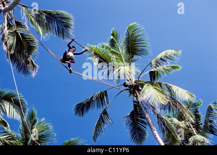 Toddy Tapper balancing on rope between coconut trees and collecting ...