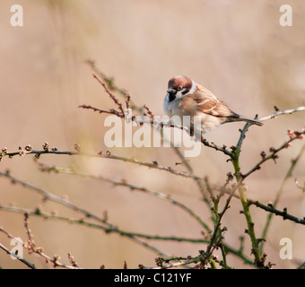 Perched Tree Sparrow (Passer montanus Stock Photo - Alamy