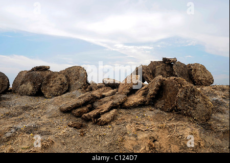 Drying cow dung used as fuel, northwest India Stock Photo - Alamy