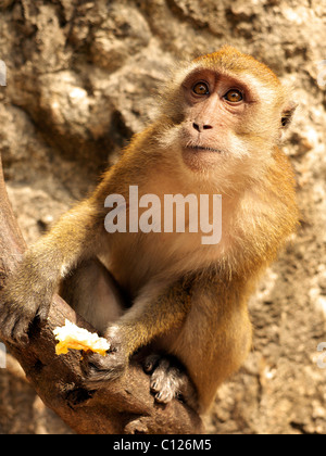 A closeup shot of Thai Primate Monkeys on the tree in Thailand Stock ...