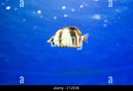 South African Butterflyfish, Doublesash Butterflyfish Stock Photo - Alamy