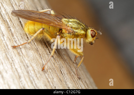 Golden dung flies, Scathophaga stercoraria, male guarding female while ...