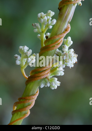 Haustorium of dodder (Cuscuta sp.) parasitizing a stem. Photomicrograph ...