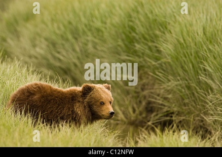 A brown bear cub walks alone on a reflective, wet sandy beach under a ...