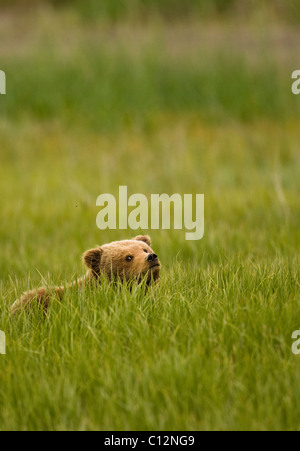 A brown bear cub walks alone on a reflective, wet sandy beach under a ...