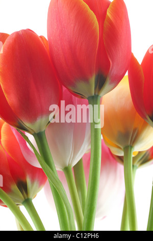 Spring easter background with tulip on wooden table Stock Photo - Alamy