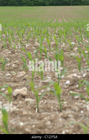 Rows of growing maise Stock Photo - Alamy