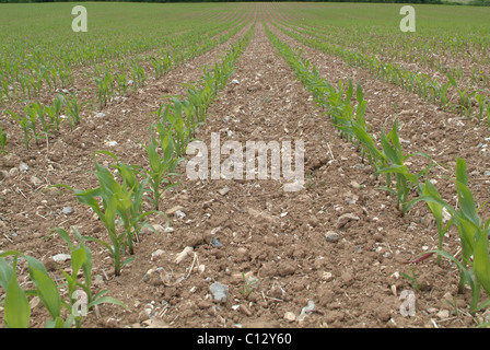 Rows of growing maise Stock Photo - Alamy