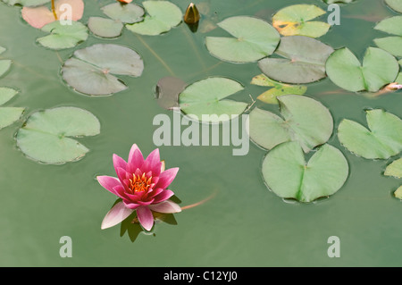 Water Lily 'Rene Gerard' (Nymphaea Hybrid Stock Photo - Alamy