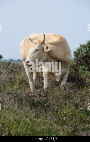 horn,cow,cows,horns,heather,ingram,free range,roaming,new forest Stock ...