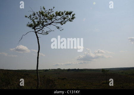 wind swept tree Stock Photo - Alamy