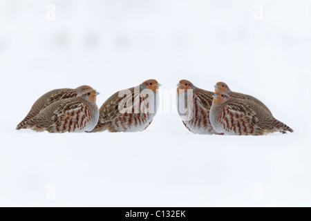 Grey Partridge (Perdix perdix) covey of birds foraging in the shelter ...