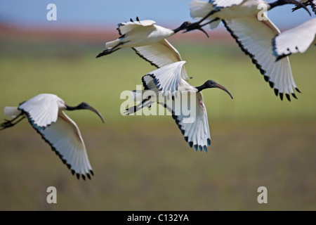 Flock of ibises (Threskiornis aethiopicus) in flight against the ...