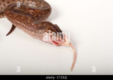 Columbian Rainbow Boa Epicrates cenchria maurus eating mouse Stock ...