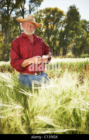 USA, Colorado, Farmer looking at field during harvest Stock Photo - Alamy