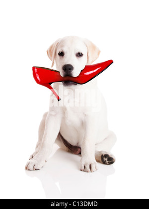 Labrador Retriever in studio Stock Photo - Alamy
