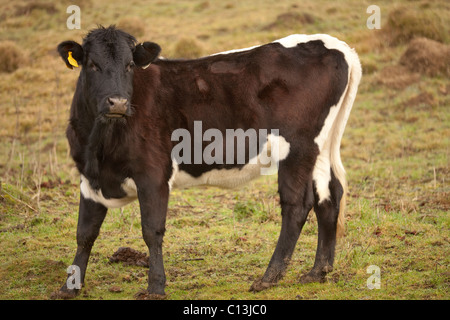 Gloucester Cow (Bos taurus). Hartbury, Gloucestershire. Rare breed ...