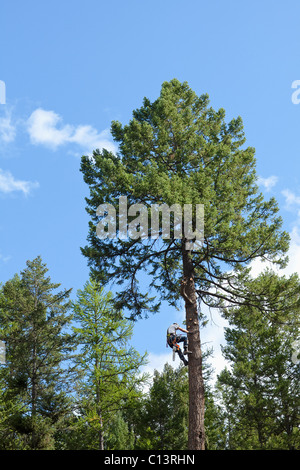 USA, Montana, Lakeside, low angle view of lumberjack clambering tree ...