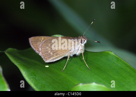 Three-spotted Skipper (Cymaenes tripunctus) Insecta Stock Photo - Alamy