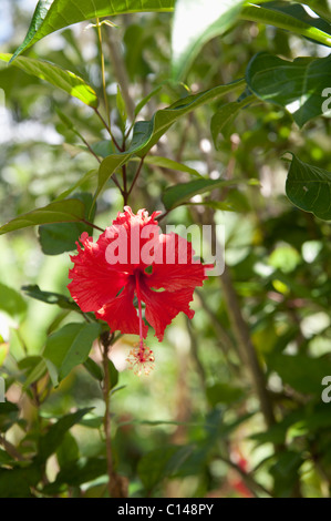 Red Hibiscus Flower, Amazon Rainforest, Coca, Ecuador, South America ...