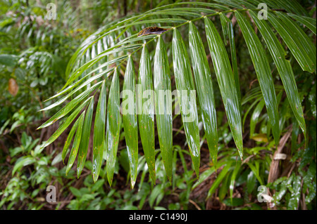 Fern, Rainforest, Trinidad Stock Photo - Alamy