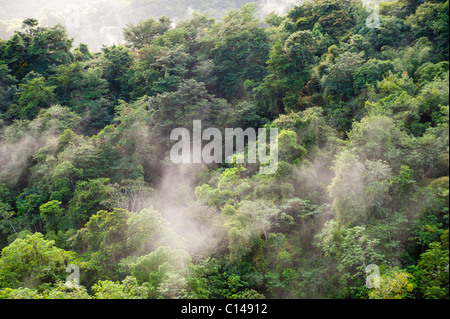 Amazon rainforest, jungle, mist, tree tops, forest Stock Photo - Alamy