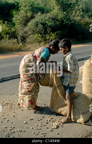 GROUNDNUT DRYING ON THE ROAD TAMILNADU Stock Photo - Alamy