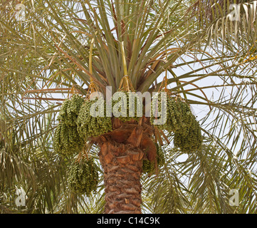 A rich crop of dates on an Arabian date palm tree Stock Photo - Alamy