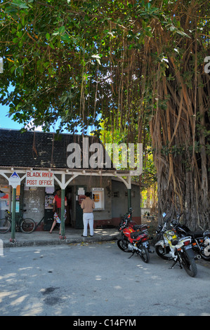 The post office in the shade of a calvaria tree (dodo tree, sideroxylon ...