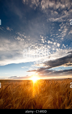 Sun shining over field of solar panels Stock Photo - Alamy