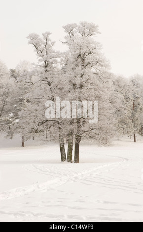 Winter landscape - frosty winter tree in the forest with sunrise light ...