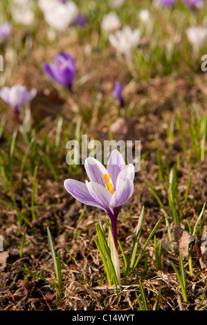 Spring Crocus flowers Stock Photo - Alamy