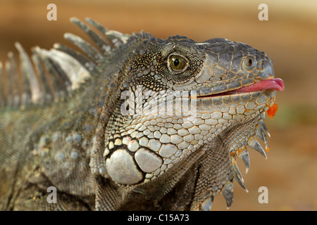 Male Iguana Headshot With Tongue Out Stock Photo - Alamy