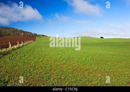 Ballarat Australia / Young wheat crop growing at Warrenheip which is ...