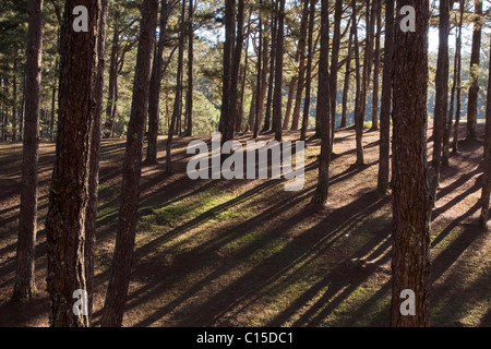 long shadows cast by pine trees in Baguio City, Philippines Stock Photo ...