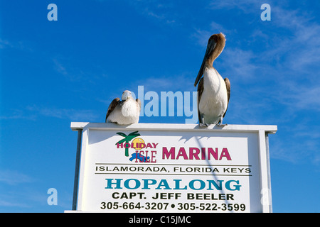 Holiday Isle Resort Islamorada Key Florida Keys Florida USA Stock Photo ...