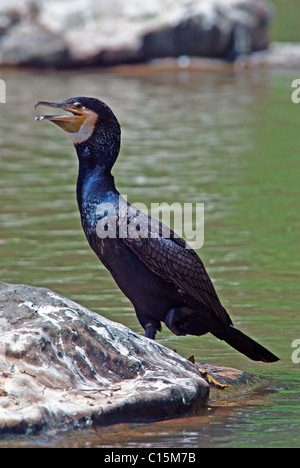 great cormorant sitting on a rock in the sea Stock Photo - Alamy