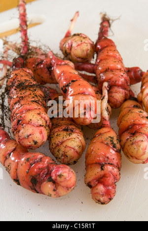 Oca, Oka, Yam, Oca (Oxalis tuberosa), Oca-Cola, Oca-Cola Stock Photo ...