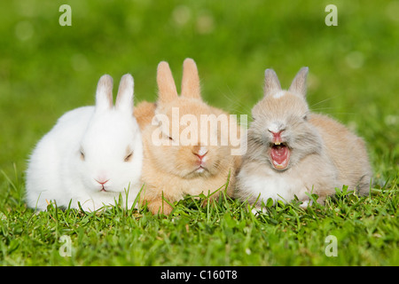 Three rabbits sitting on grass Stock Photo - Alamy