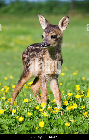 Cute fawn standing on grass Stock Photo - Alamy