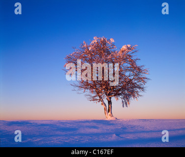 European Beech or Common Beech in winter (Fagus sylvatica), North Rhine ...