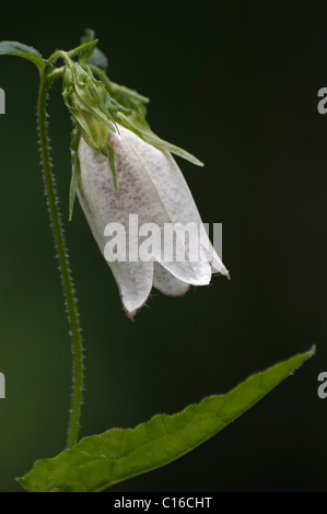 Spotted bellflower (Campanula punctata Stock Photo - Alamy