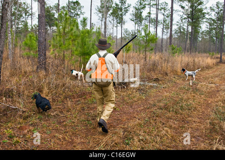 English Pointer on Point and Bobwhite Quail Flushing as Hunter Prepares ...