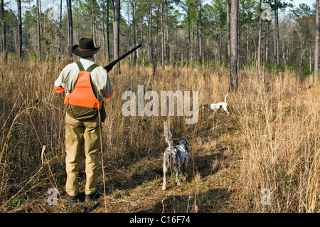 English Pointer on Point and Bobwhite Quail Flushing as Hunter Prepares ...