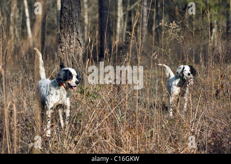 English Setter Retrieving Quail Back To Hunter Southern Indiana Stock ...