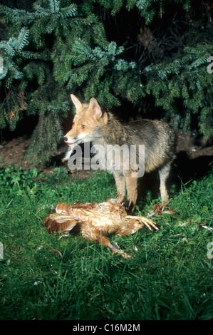 Fox and Chicken Stock Photo - Alamy