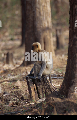 The image of Common Langur ( Presbytis entellus ) was take in Tadoba ...