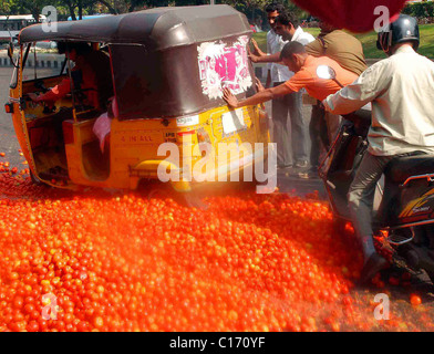 Farmers protest by dumping tomatoes Indian tomato farmers dump tons of ...