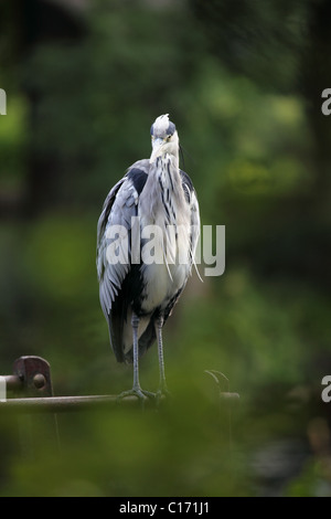 Grey Heron, Ardea cinerea,The Isle of Arran, Scotland, June 2009 Stock ...